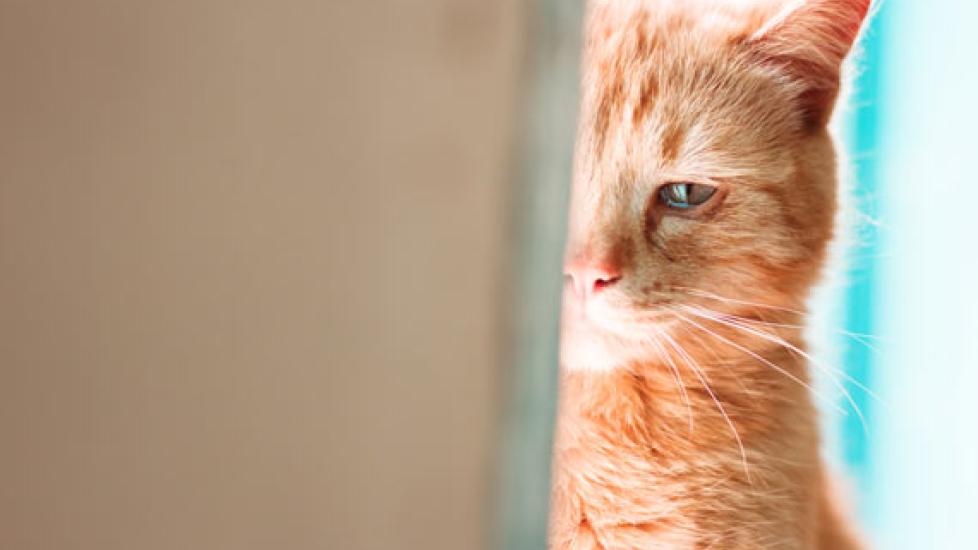Are Animals Affected by Migraine Headaches Like People Are | PetMD