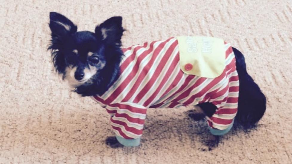 A Senior Dog Sold for a Penny Gets a Second Chance | PetMD