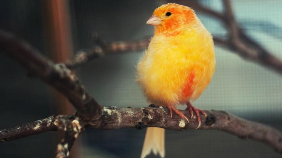 Scaly Face Or Leg Mite Infection in Birds | PetMD