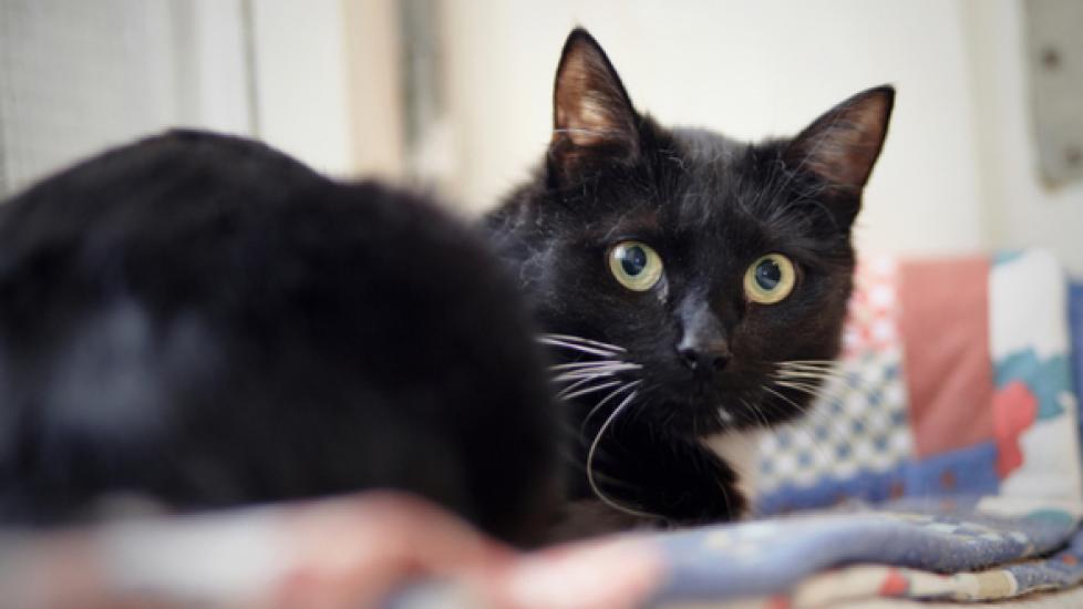 How to Comfort a Scared Cat | PetMD