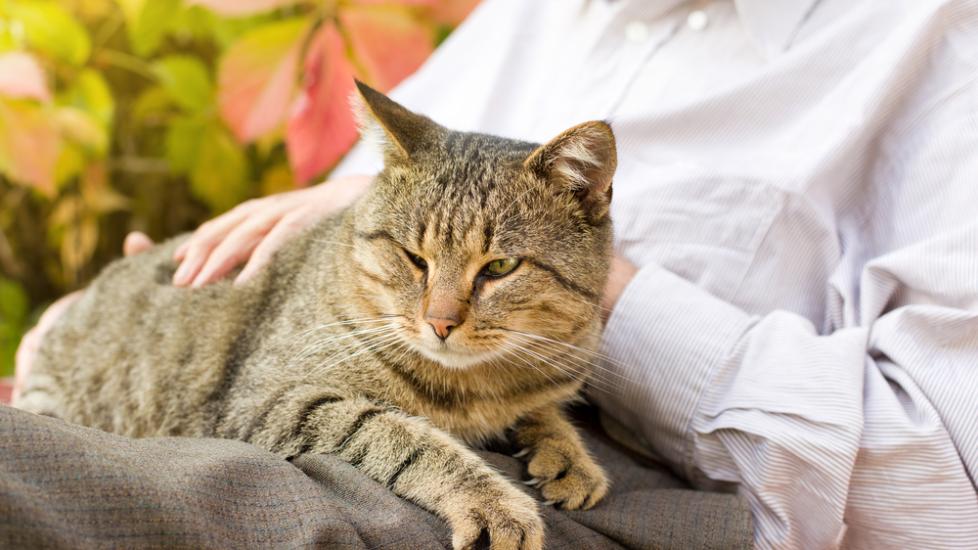 Stomach and Intestinal Cancer (Leiomyosarcoma) in Cats | PetMD