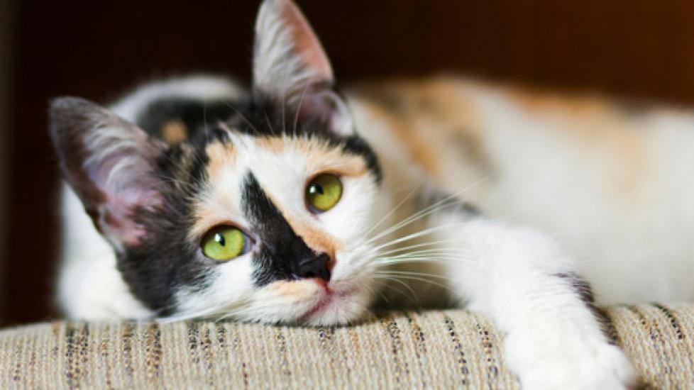 5 Tips to Keep Your Senior Cat Healthy | PetMD
