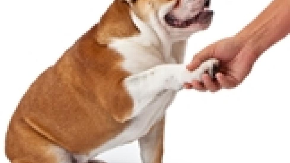 Do Dogs and Cats Have Left and Right Hand Preferences? | PetMD