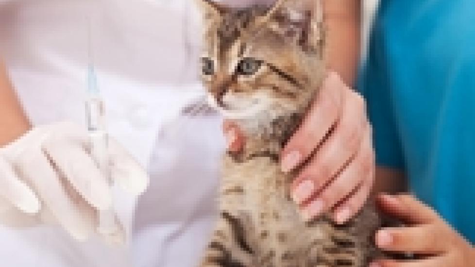 Why Do Puppies and Kittens Need So Many Boosters? | PetMD
