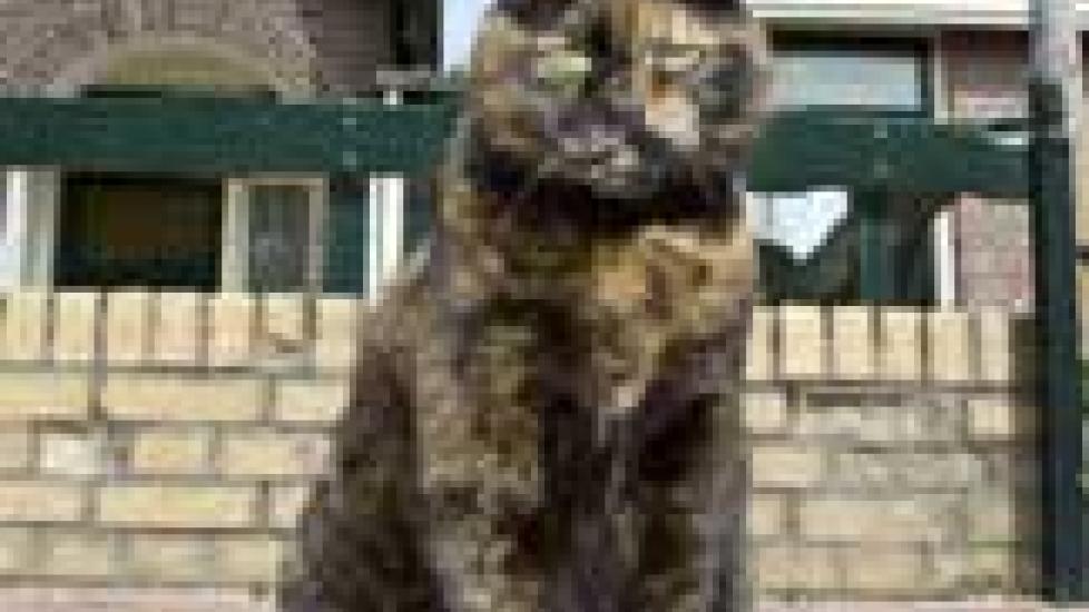 The Agony of Arthritis - Arthritis in Cats | PetMD