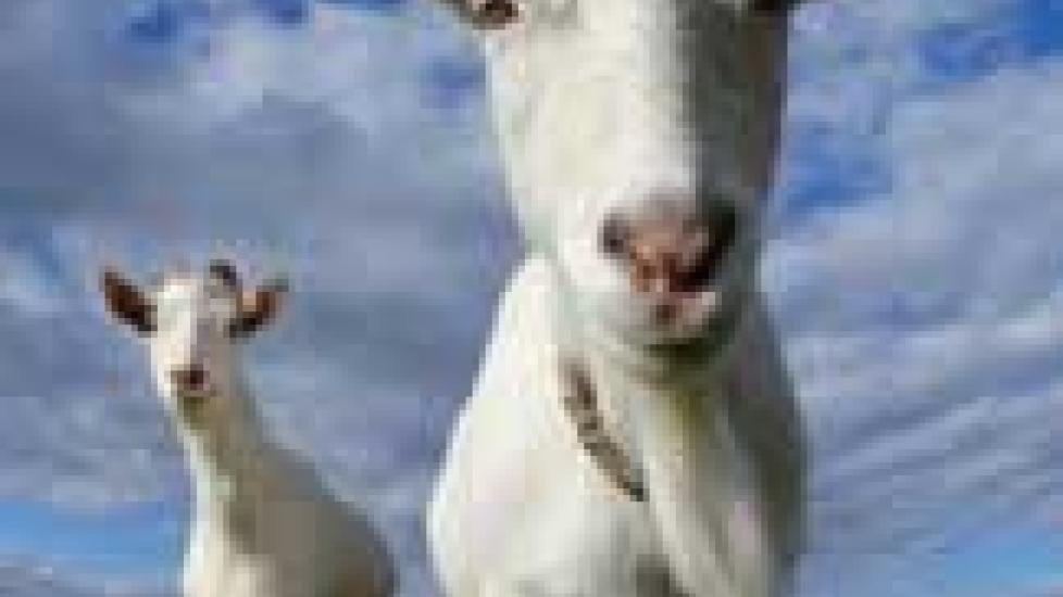 Urinary Stones in Goats and Small Ruminants | PetMD