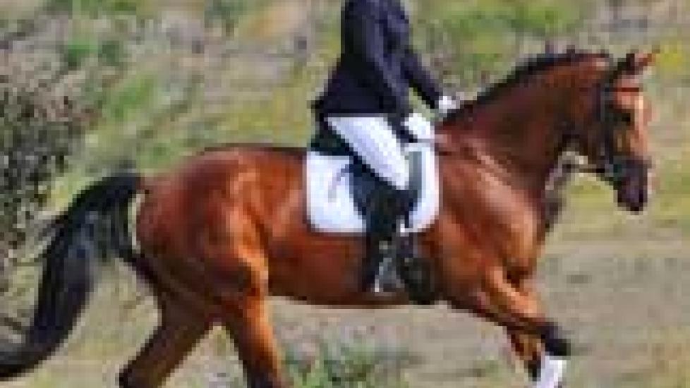 Soring Show Horses to Improve Their Gait | PetMD