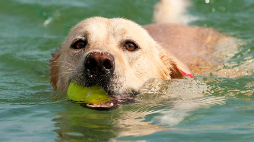 Dangerous Waters - The Risk to You and Your Dog | PetMD