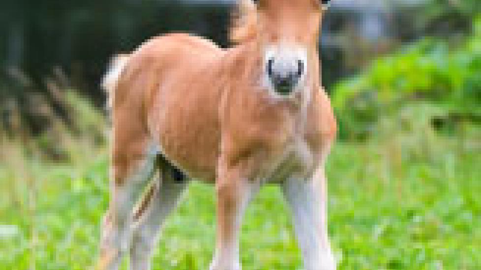 What to Expect When Your Mare is Expecting | PetMD