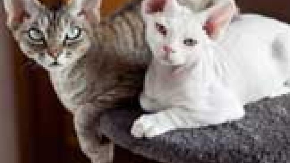 Keeping the Peace in a Multi-Cat Household | PetMD