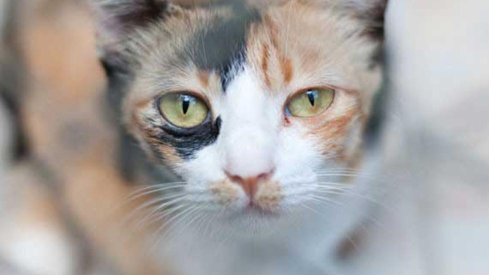 Foods for Helping Constipated Cats | PetMD