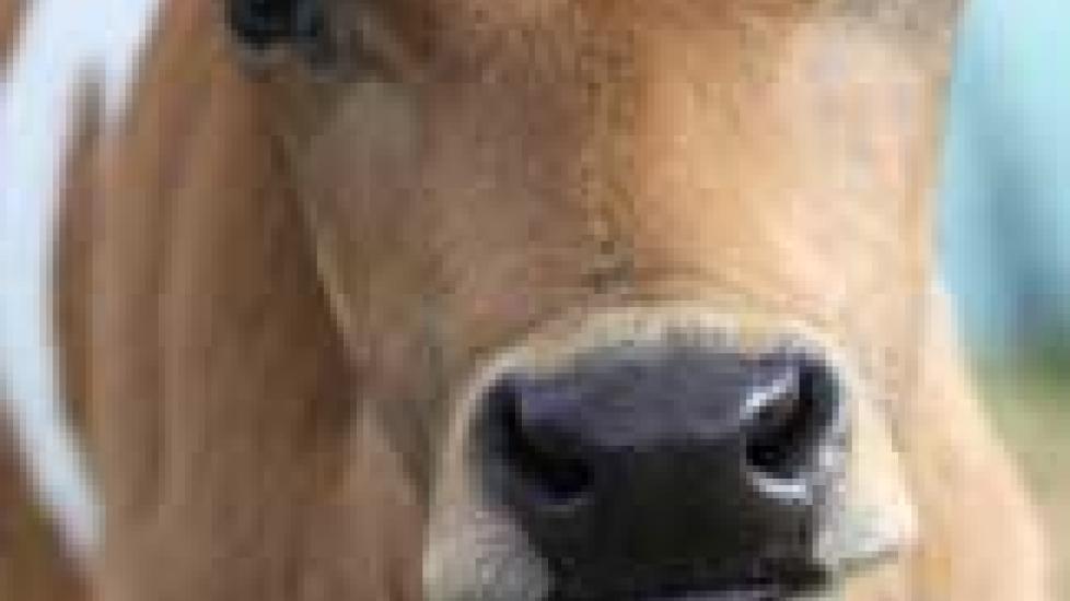 Birthing Season for Horses and Cows - Birth on the Farm | PetMD