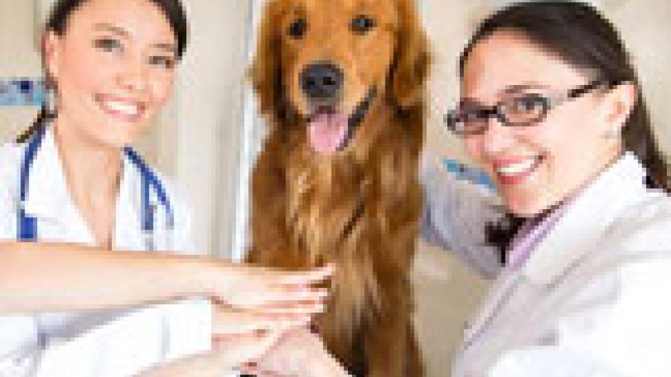 The Fourth and Final Year of Veterinary Training | PetMD
