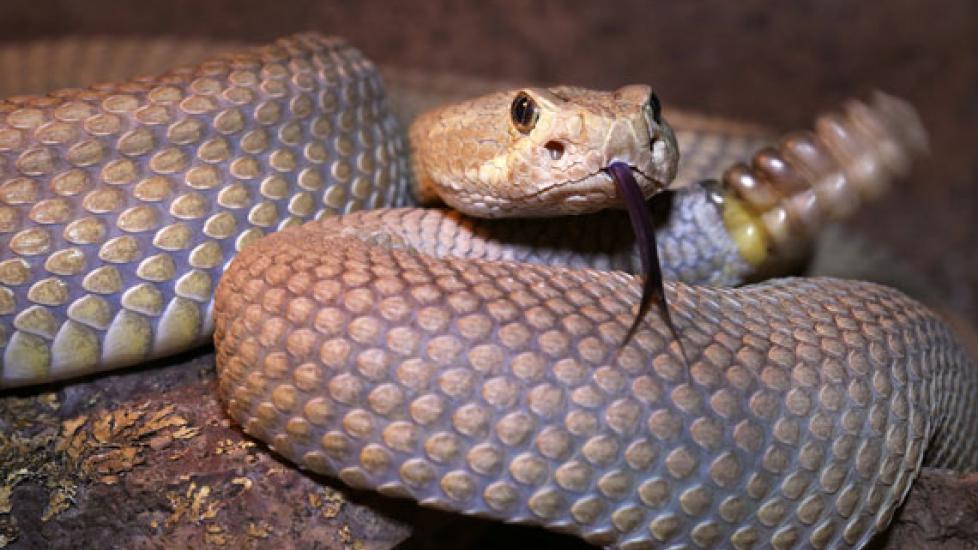 Rattlesnake Antivenin Good for Dogs, Not So Much for Cats | PetMD
