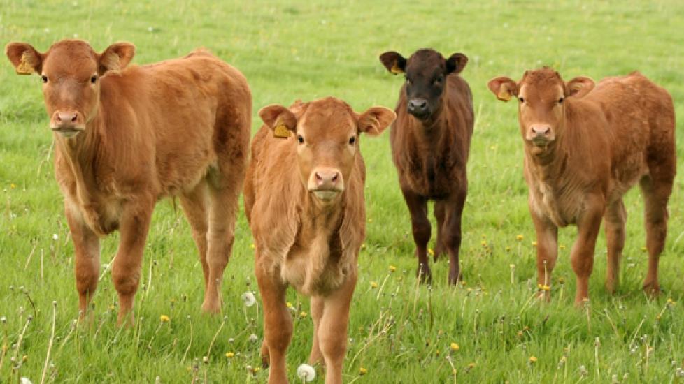 The Social Lives of Cows | PetMD