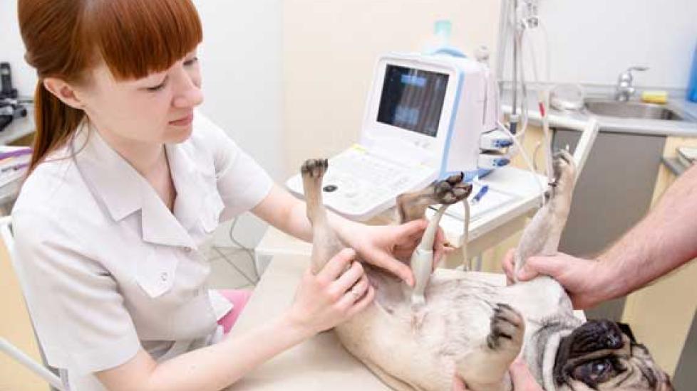 How Gastrointestinal Diseases Are Diagnosed in Dogs and Cats | PetMD