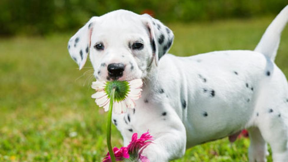 Top 10 Dynamic Dog Facts | PetMD