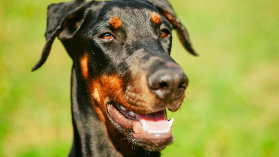 The Role of Nutrition and Feeding in Treating Epileptic Dogs | PetMD