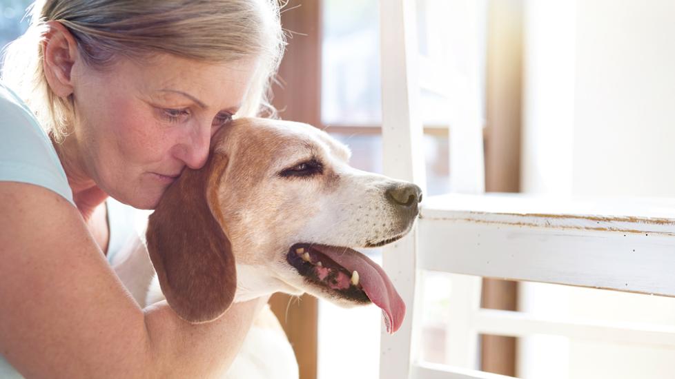 My Pet is Moving Less - What's Up? | PetMD