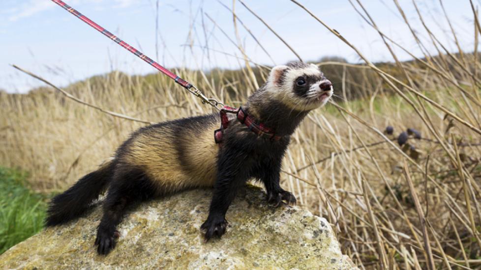 How to Train Your Ferret to Walk on a Leash | PetMD