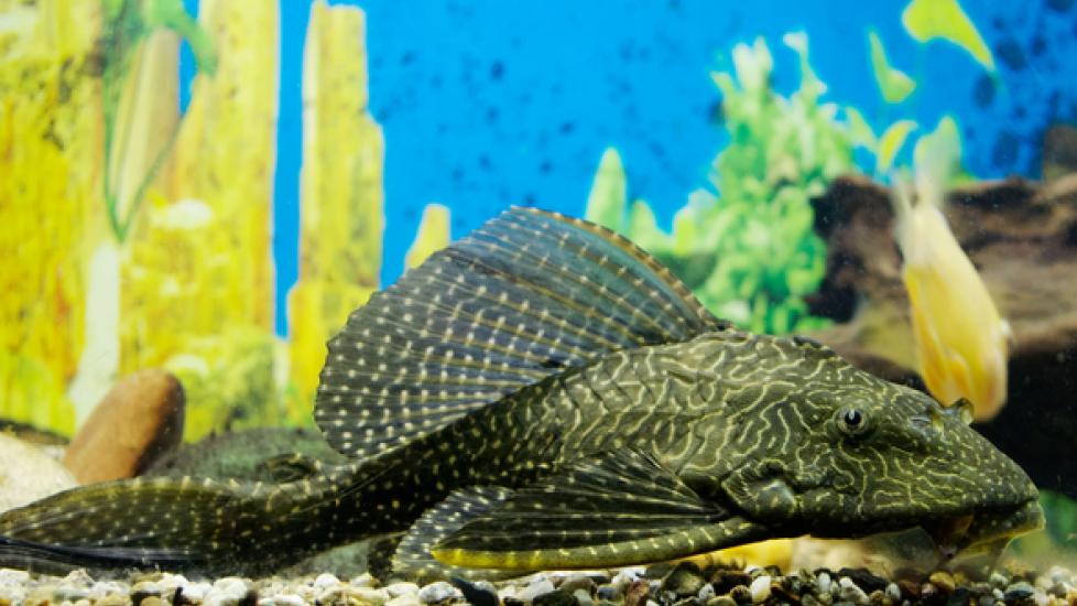 Facts About Catfish | PetMD