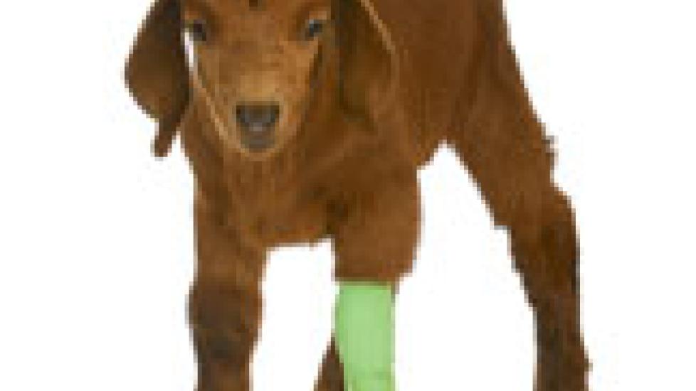 First Aid Planning for Large Animals – First Aid Kit for Farm Animals ...