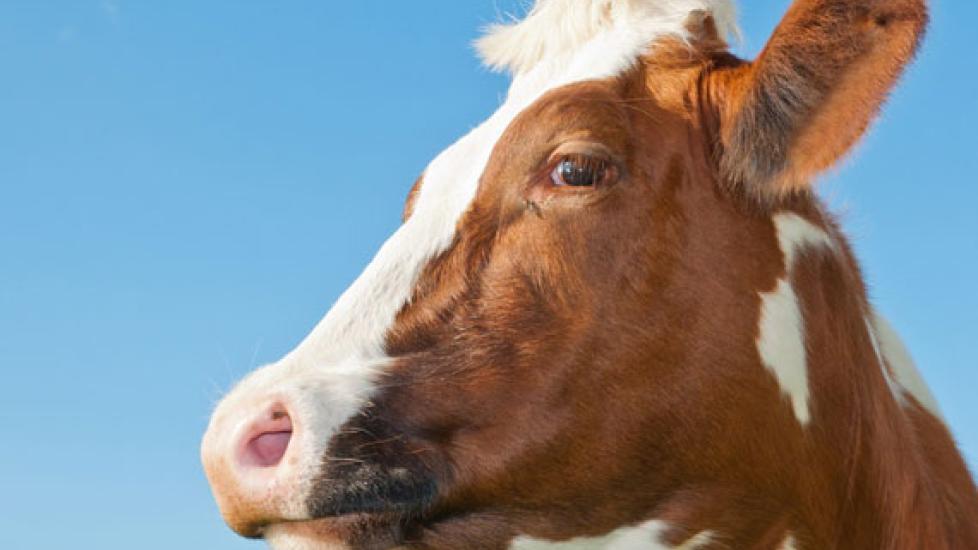 Treating Pink Eye in Cows | How Pink Eye is Treated in Cattle | PetMD
