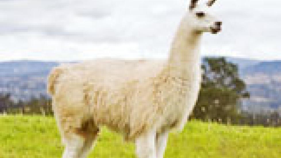 Thinking Beyond the Dog: Guard Llamas | PetMD