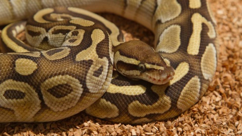 How Can I Tell if My Snake is Sick? | PetMD