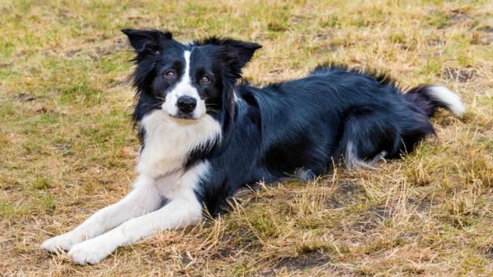 Skin Blisters and Pustules in Dogs | PetMD