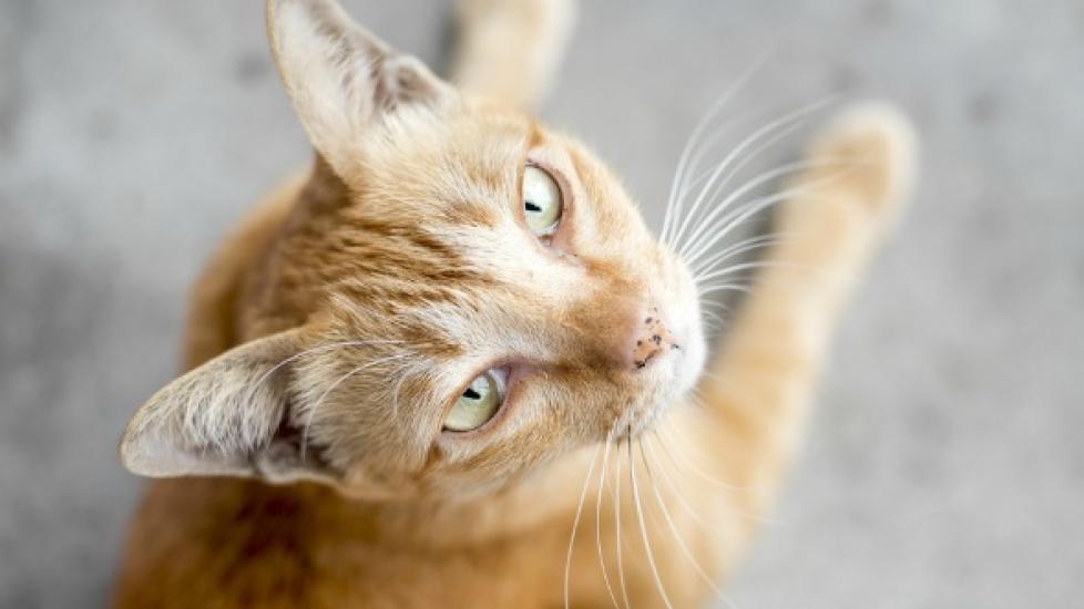 Skin Bumps (Papulonodular Dermatoses) Cats | PetMD