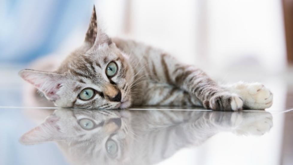 Eosinophilic Granuloma Complex in Cats | PetMD
