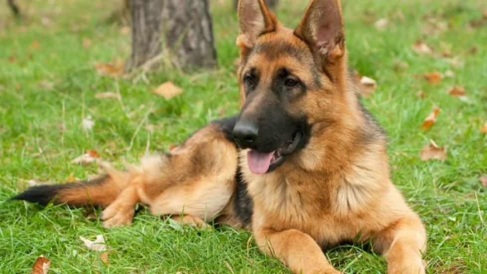 Skin Infections and Loss of Skin Color Disorders in Dogs | PetMD