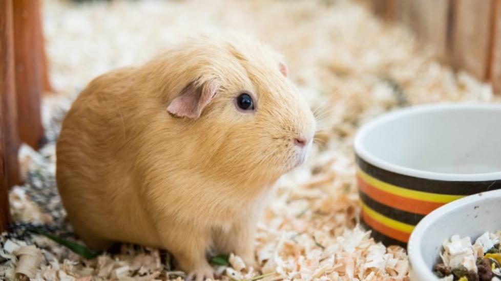 The Complete Guide to Adopting a Small Animal | PetMD