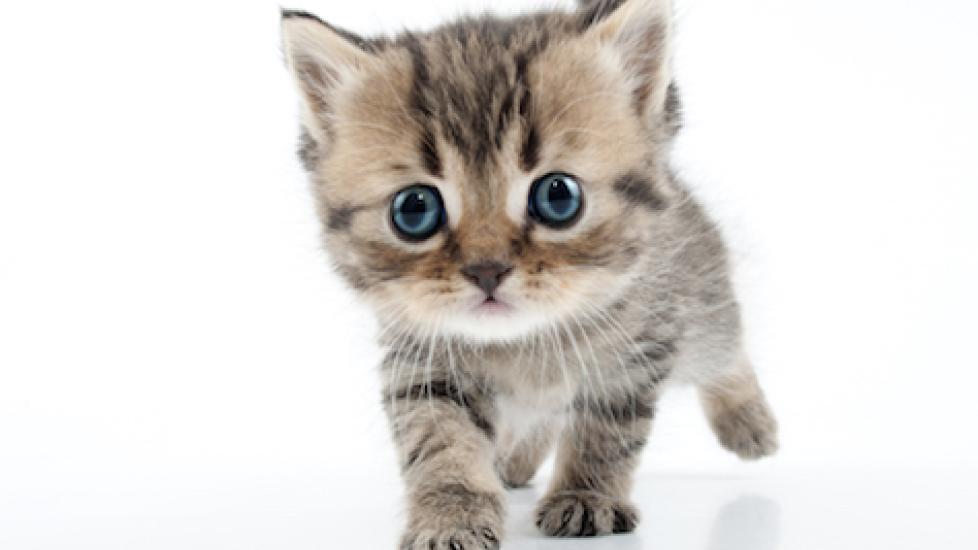 How to Socialize a Kitten With New People | PetMD
