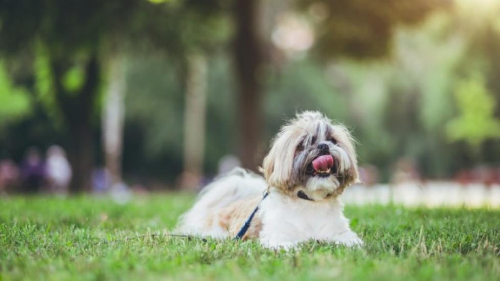 How to Teach a Dog to Lie Down | PetMD