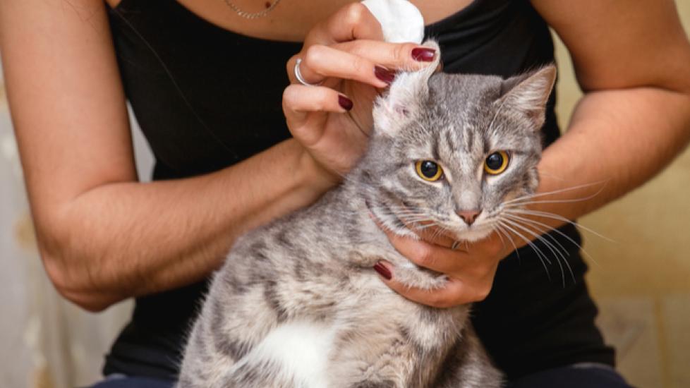 What Causes a Cat to Smell Bad | Why Does My Cat Smell Bad | PetMD