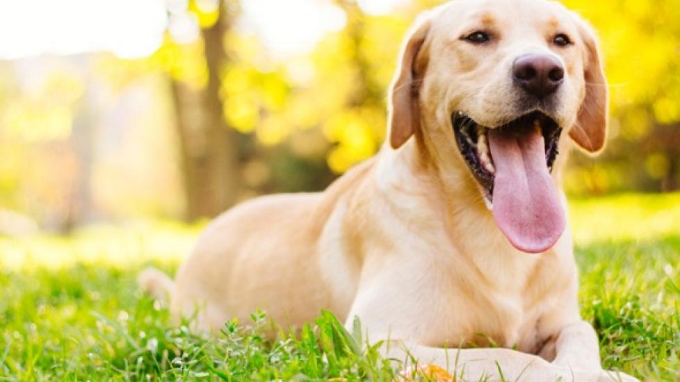 What Can SAM-e Do for Dogs? | PetMD