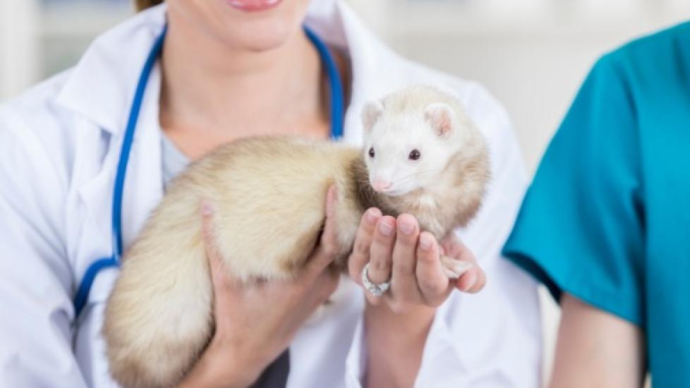 5 Things to Consider Before Adopting Nontraditional, Unique Pets | PetMD