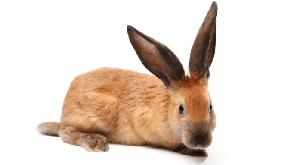Sore Hocks in Rabbits | PetMD