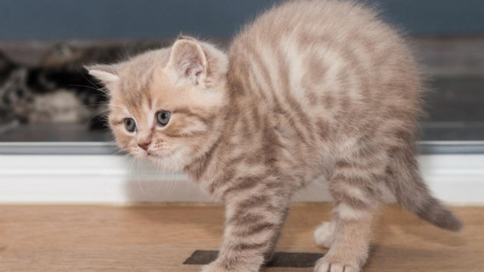 Spinal and Vertebral Birth Defects in Cats | PetMD