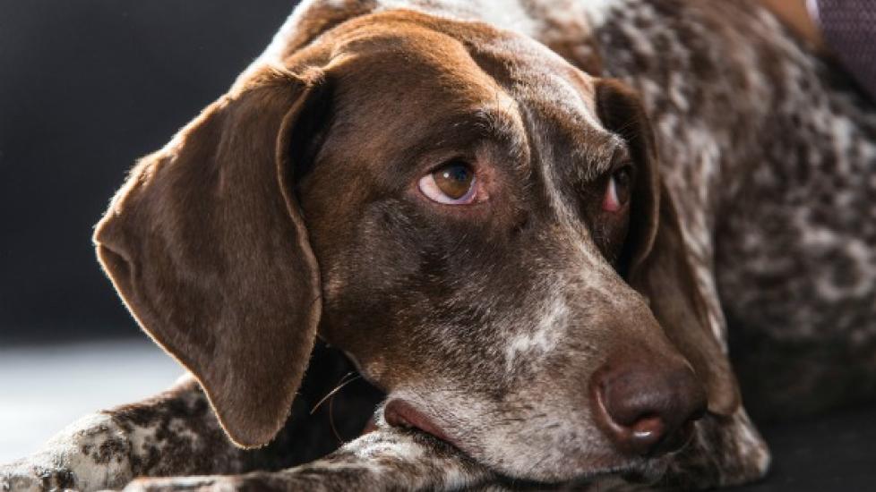 Steroid-Responsive Meningitis-Arteritis in Dogs | PetMD