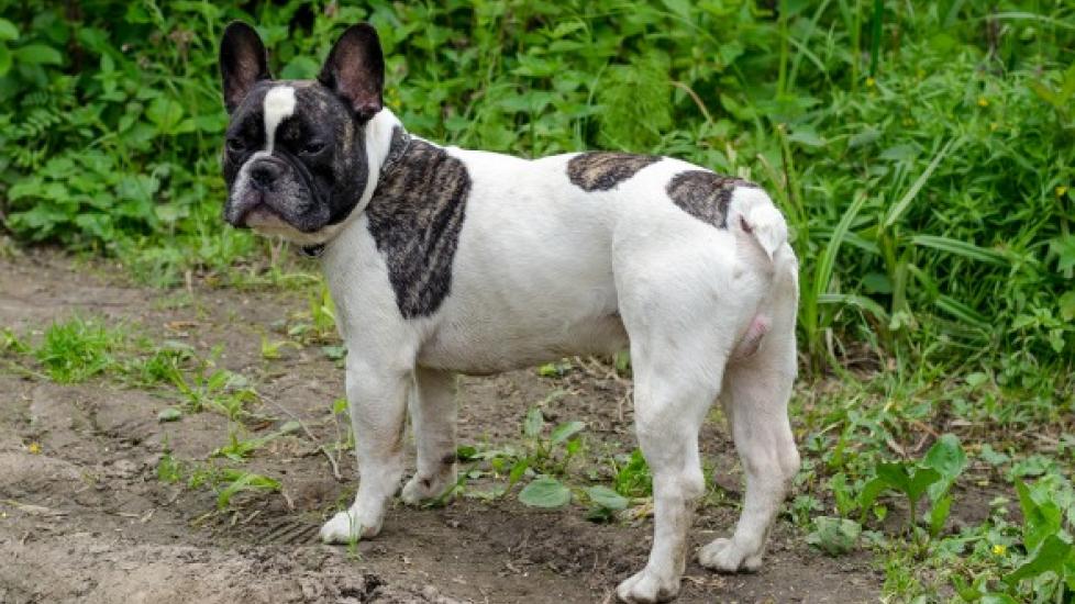 Stomach Infection with Helicobacter in Dogs | PetMD