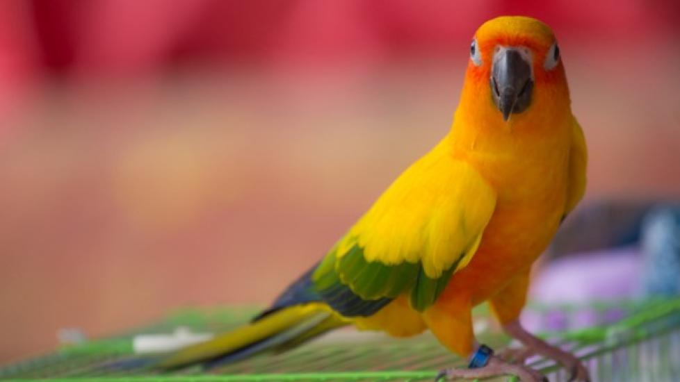 Bird-Proofing Your Home 101: Everything You Need to Know | PetMD
