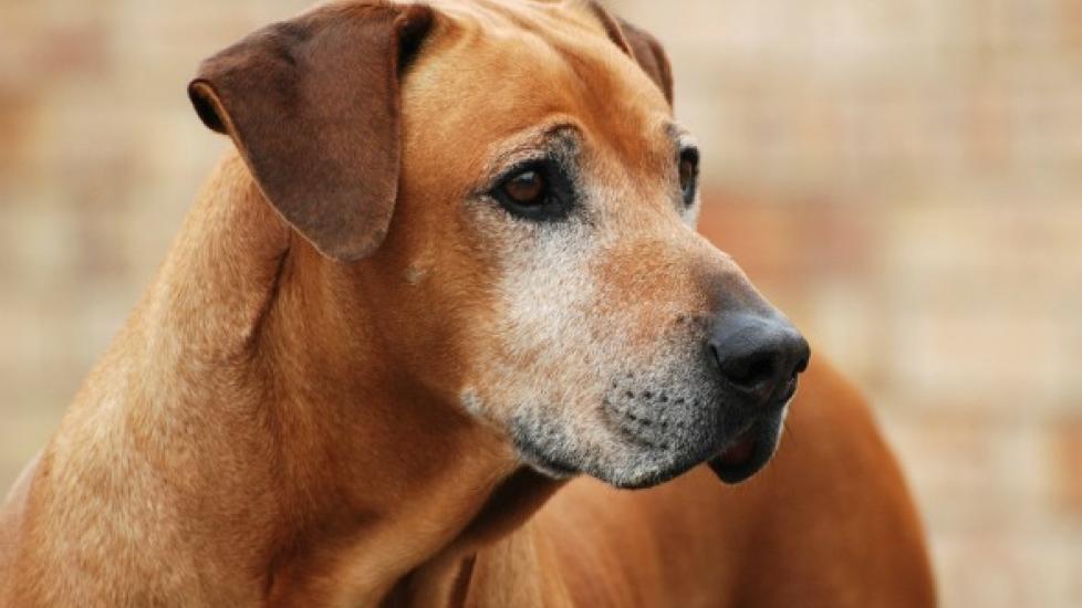 How Do I Know If My Dog Has Testicular Cancer