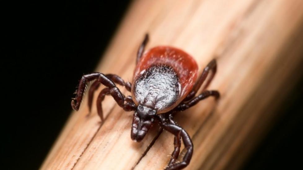 Tick Species Profiles: Deer Tick | PetMD