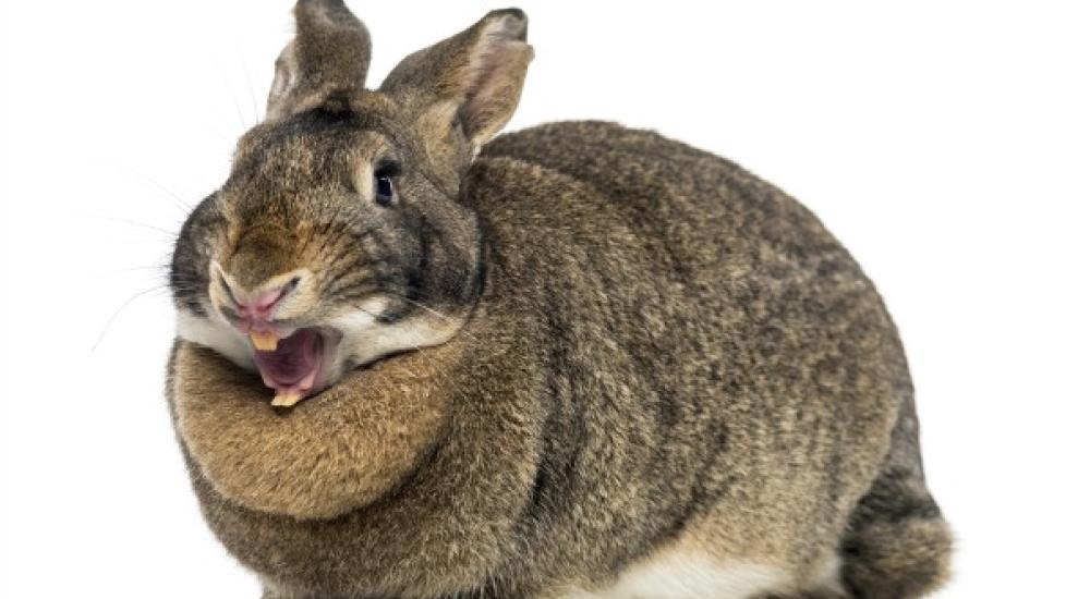 Tooth Root Abscess in Rabbits | PetMD
