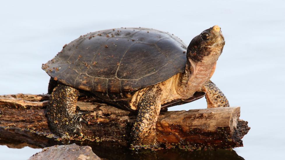 Turtle FAQs: What Kind of Turtle Do I Have & More | PetMD