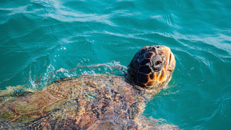 Sink or Swim: Can Turtles Swim? | PetMD