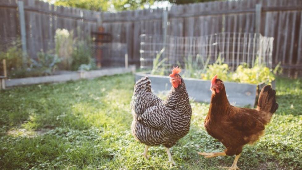 What You Should Know Before Getting Backyard Chickens | PetMD